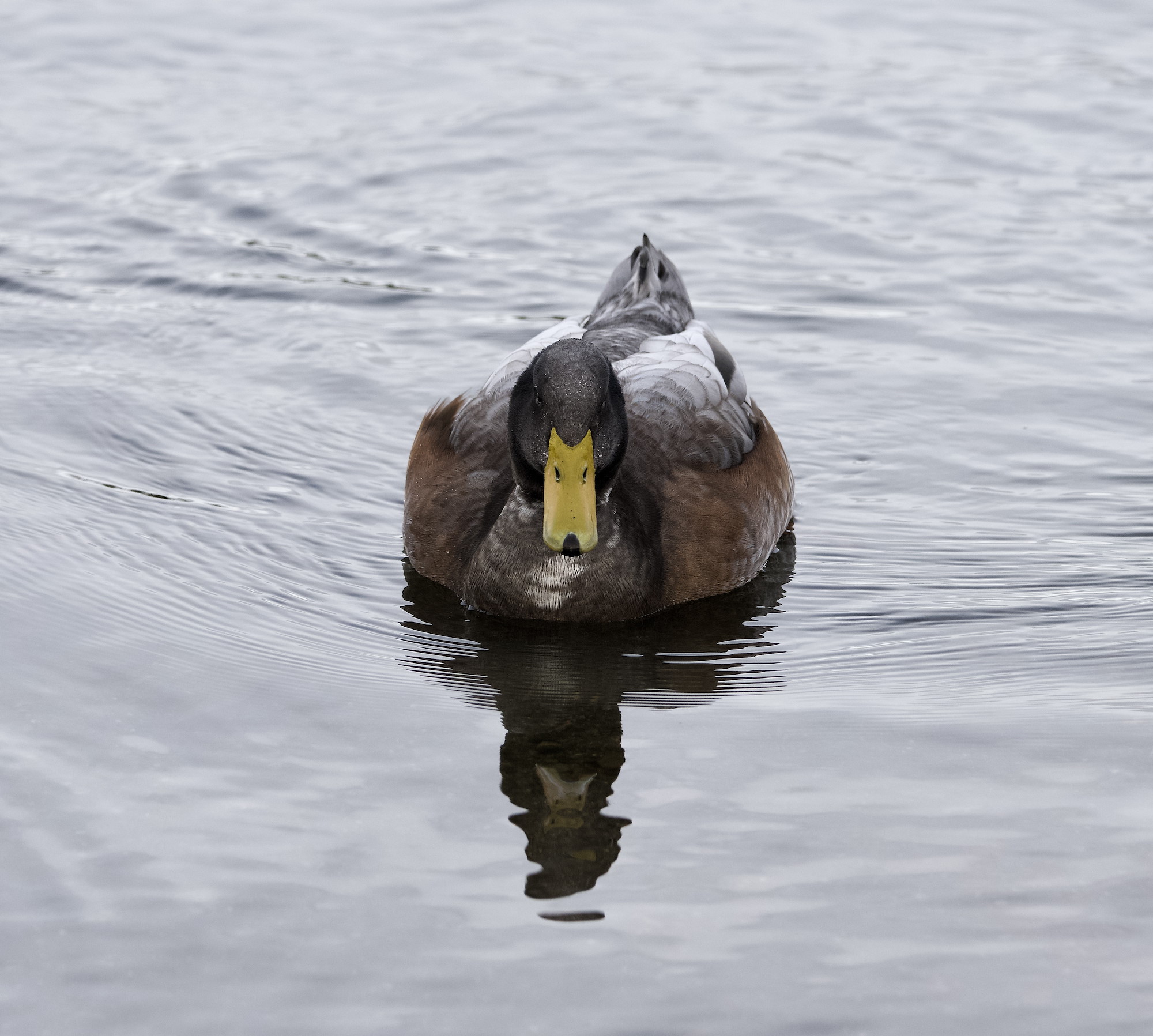Duck aren't just for Foie gras anymore! | F4 Photography