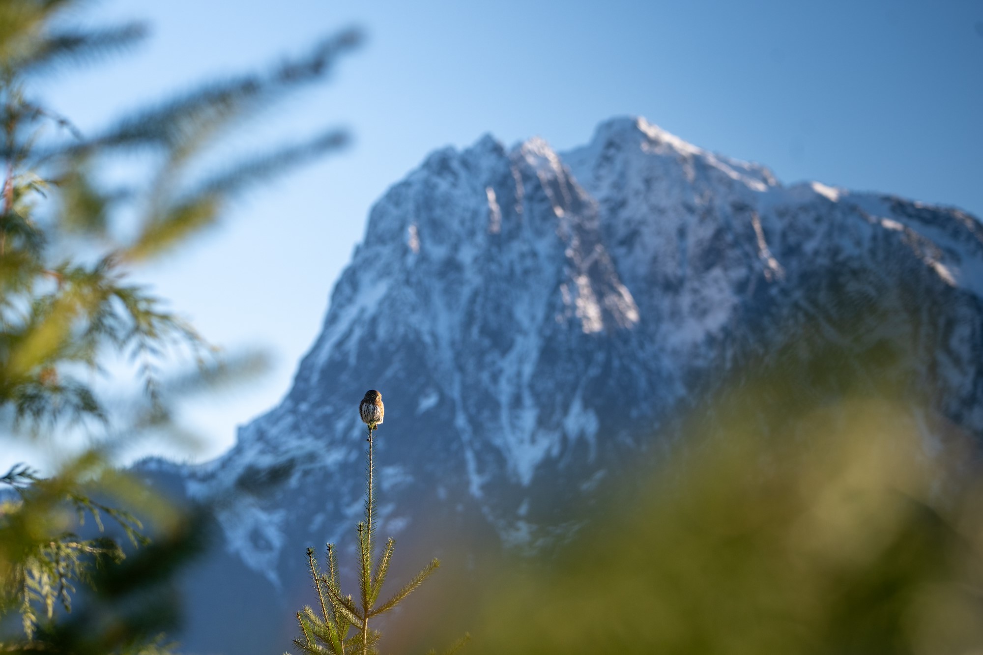 hedwig the hoot owl | F4 Photography